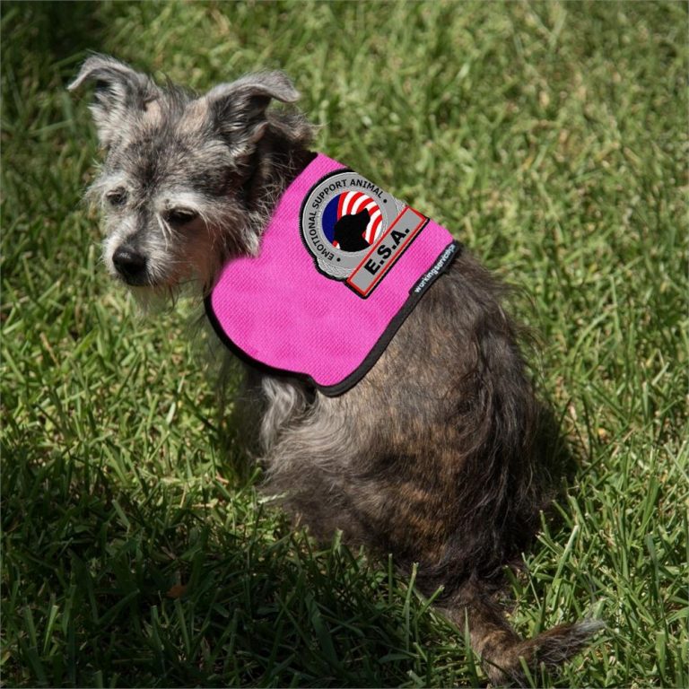 What Is An Emotional Support Dog Vest?