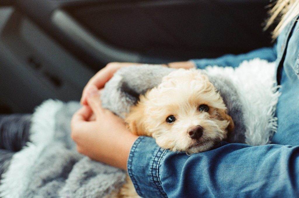 Guide On The Registration Of An ESA Dog guide-on-the-registration-of-an-esa-dog