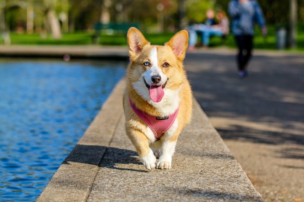 How To Receive Emotional Support Animal Letter In California