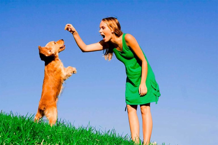 When is it necessary to retrain a dog?